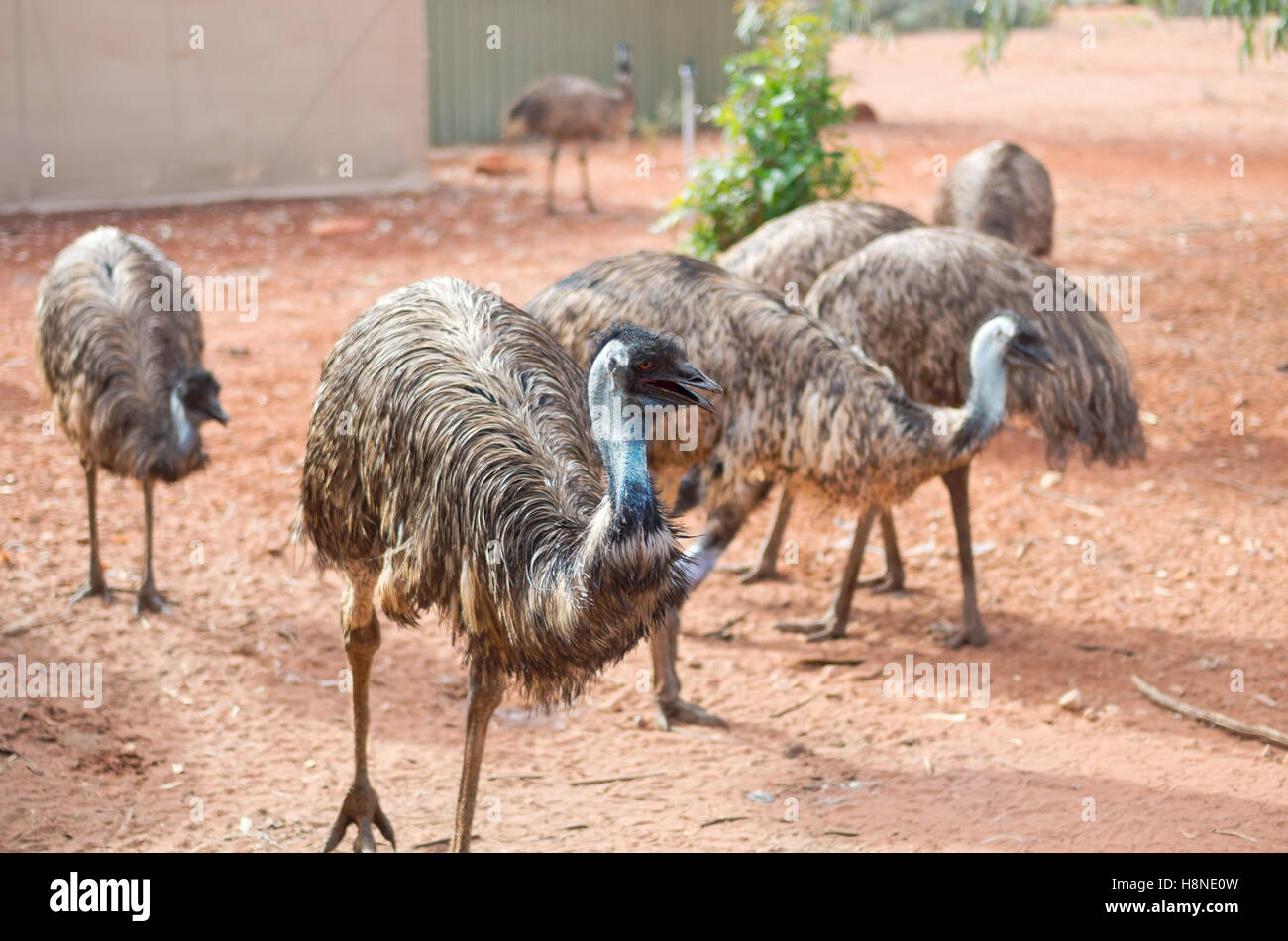 emu or dromaius novaehollandiae birds on farm in australian desert ...