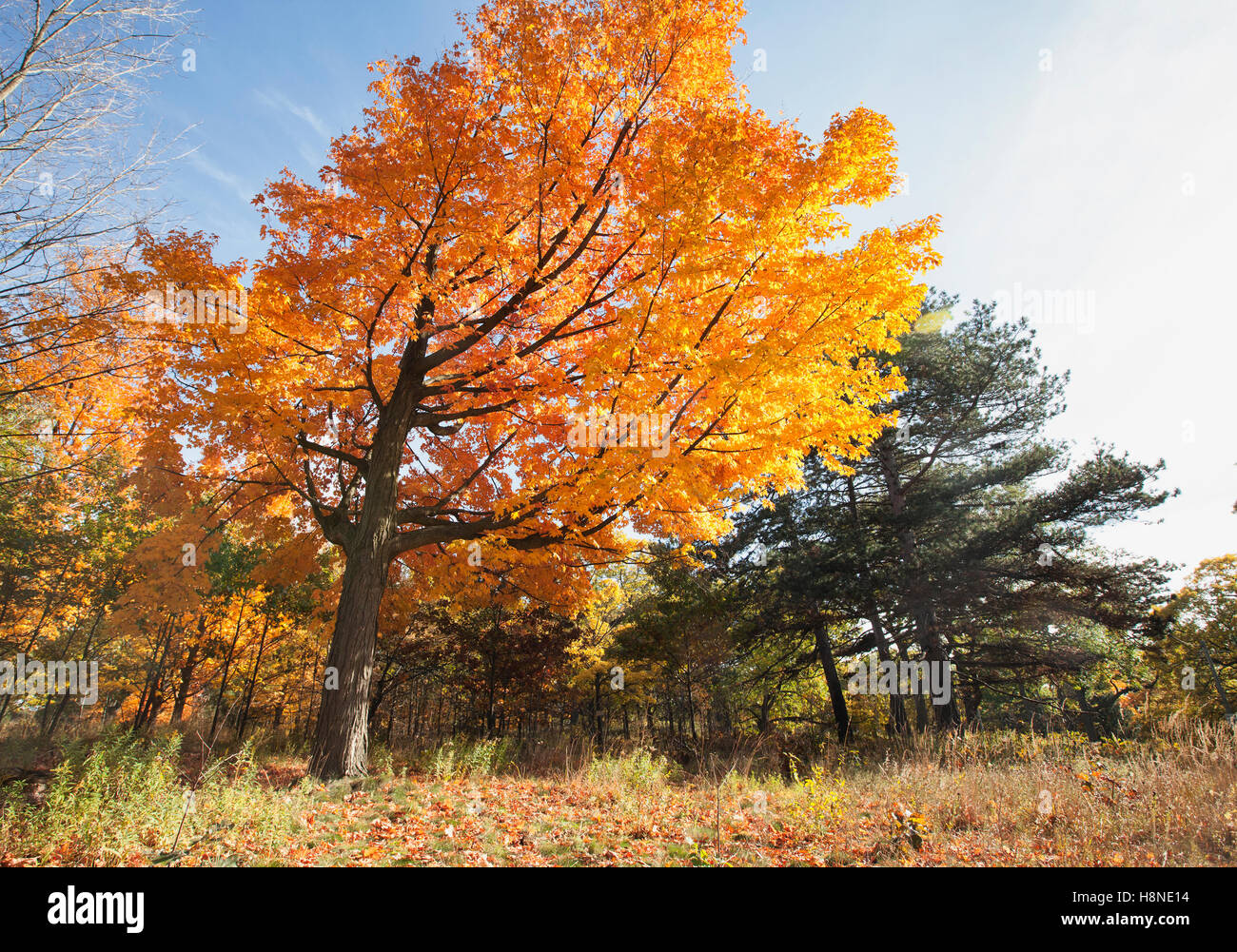 big orange maple tree Stock Photo - Alamy