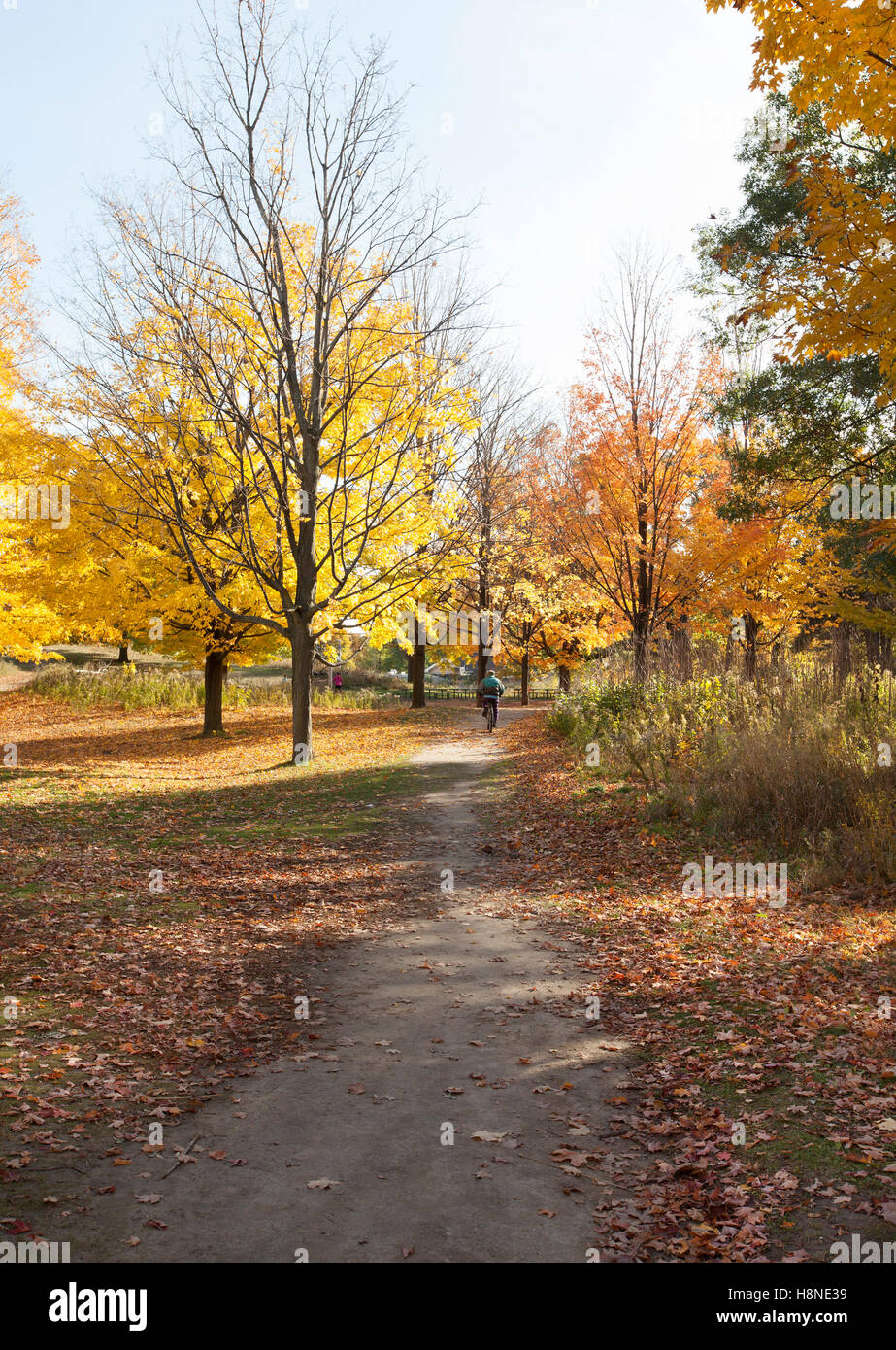Colorful maple trees in park during autumn fall season brightly colored ...