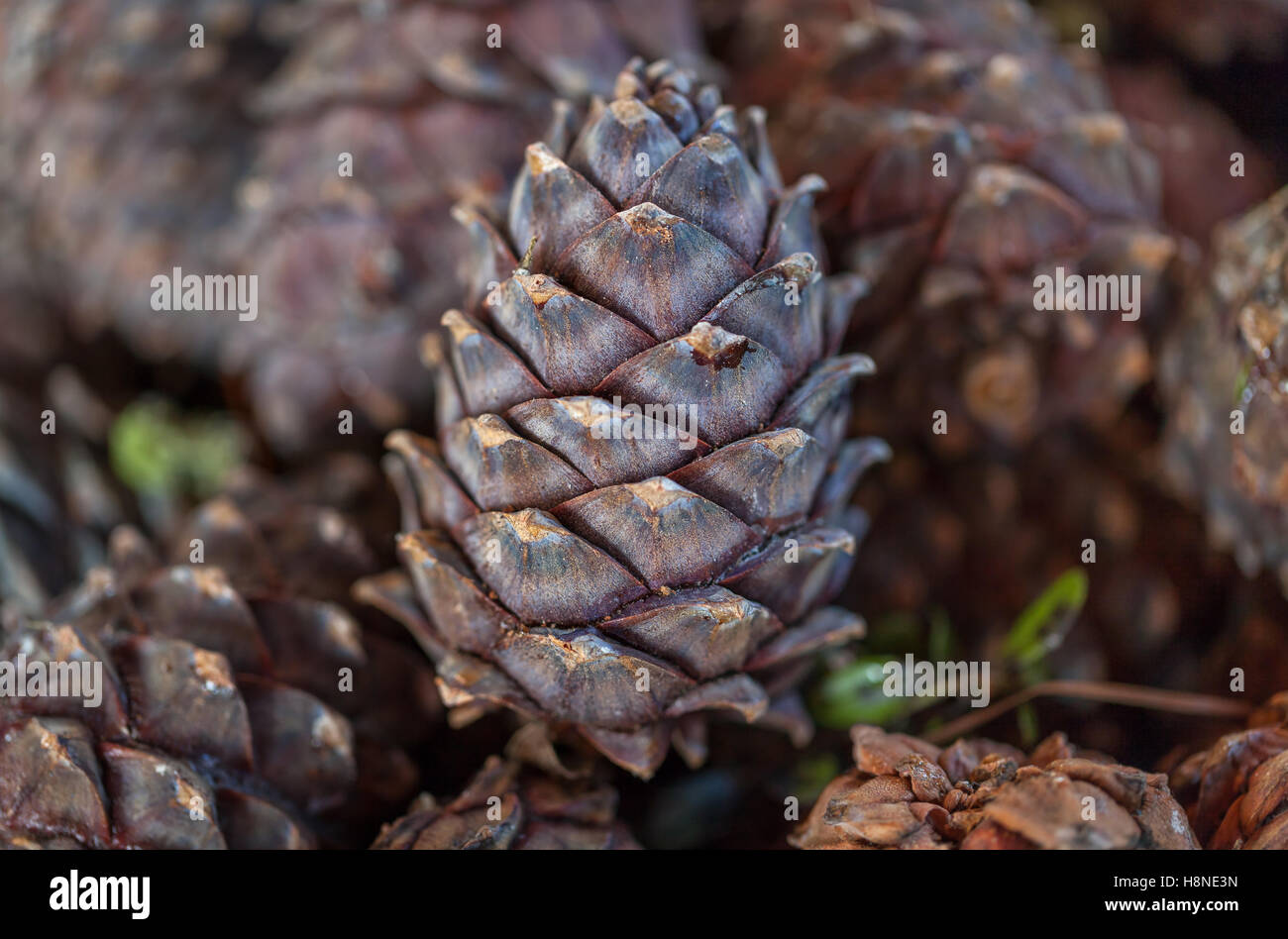Large, untreated Siberian pine cones with healthy nuts inside the shell ...