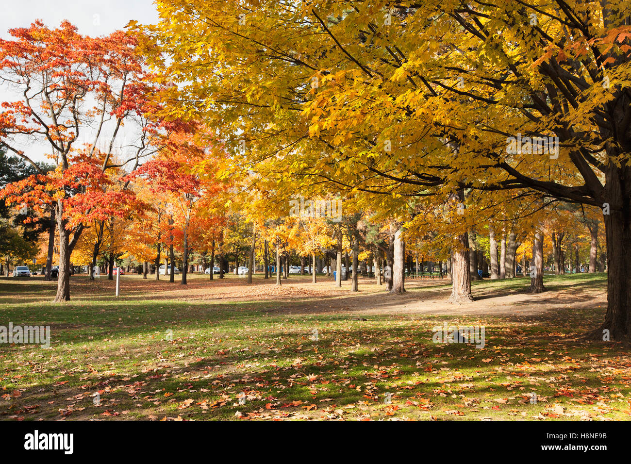 Bright and colorful autumn leaves in park Stock Photo - Alamy