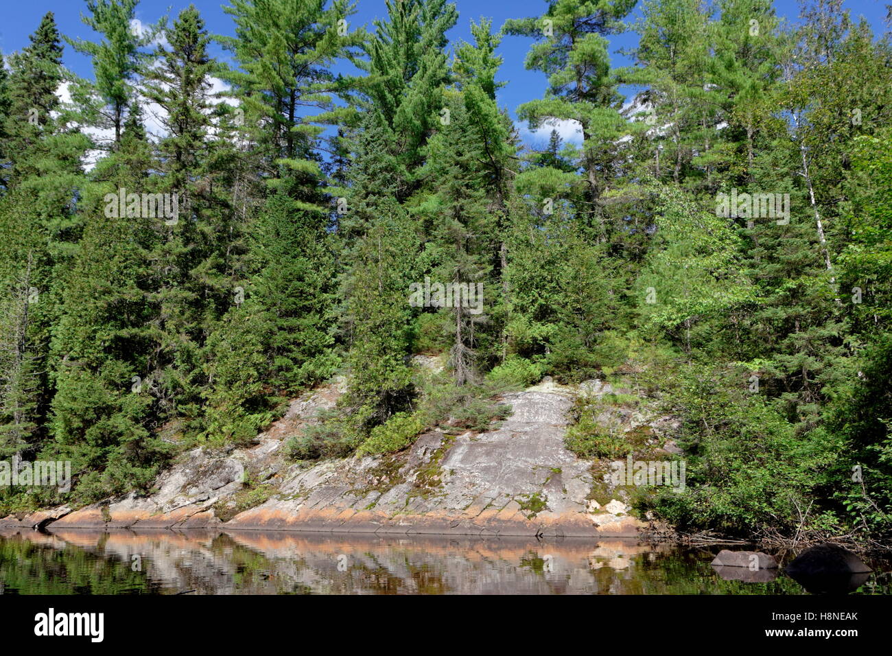 River side forest Stock Photo - Alamy