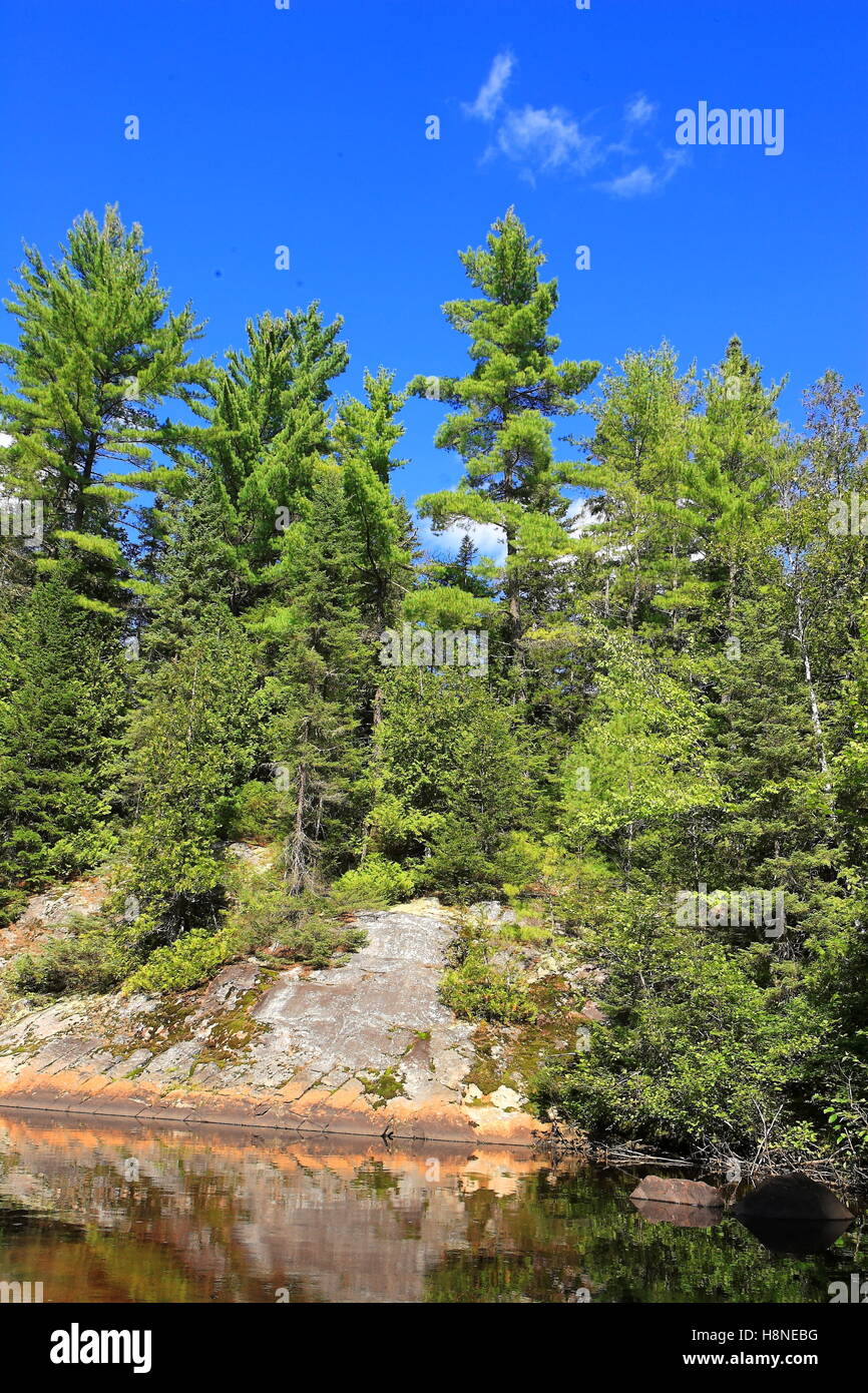 River side forest Stock Photo - Alamy