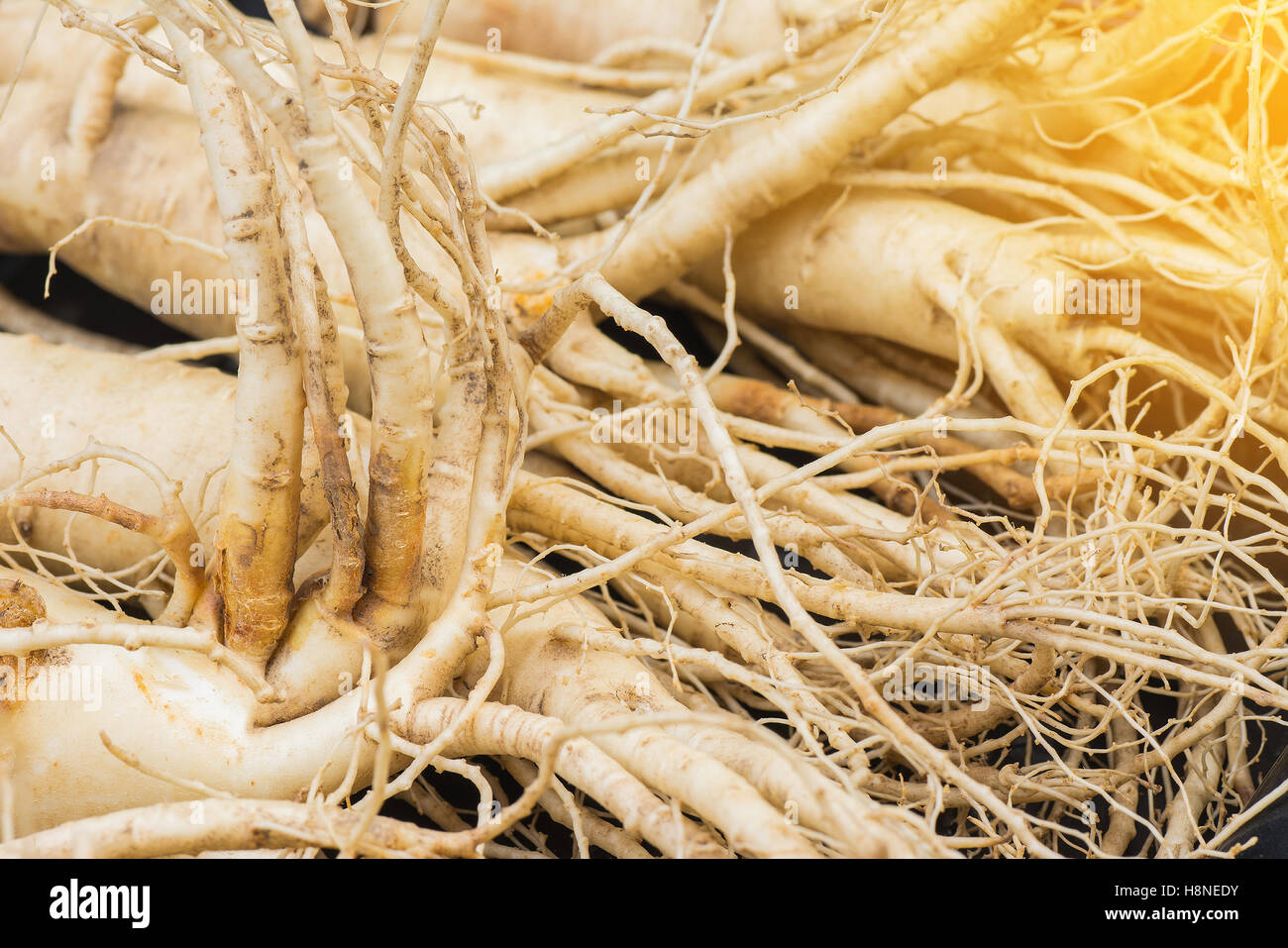 Ginseng roots hi-res stock photography and images - Alamy