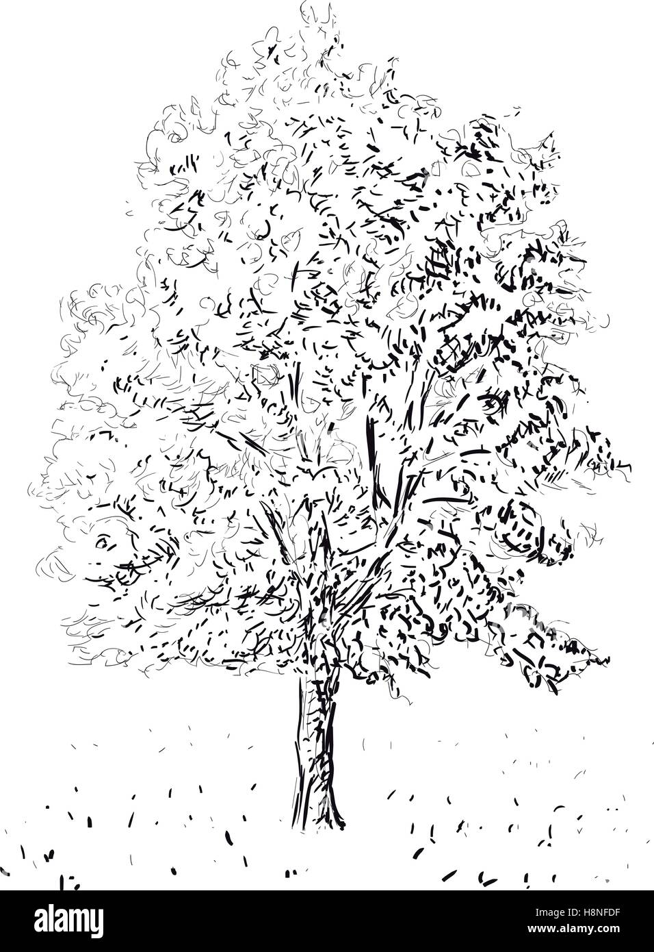 Deciduous forest trees in Stock Vector Images - Alamy