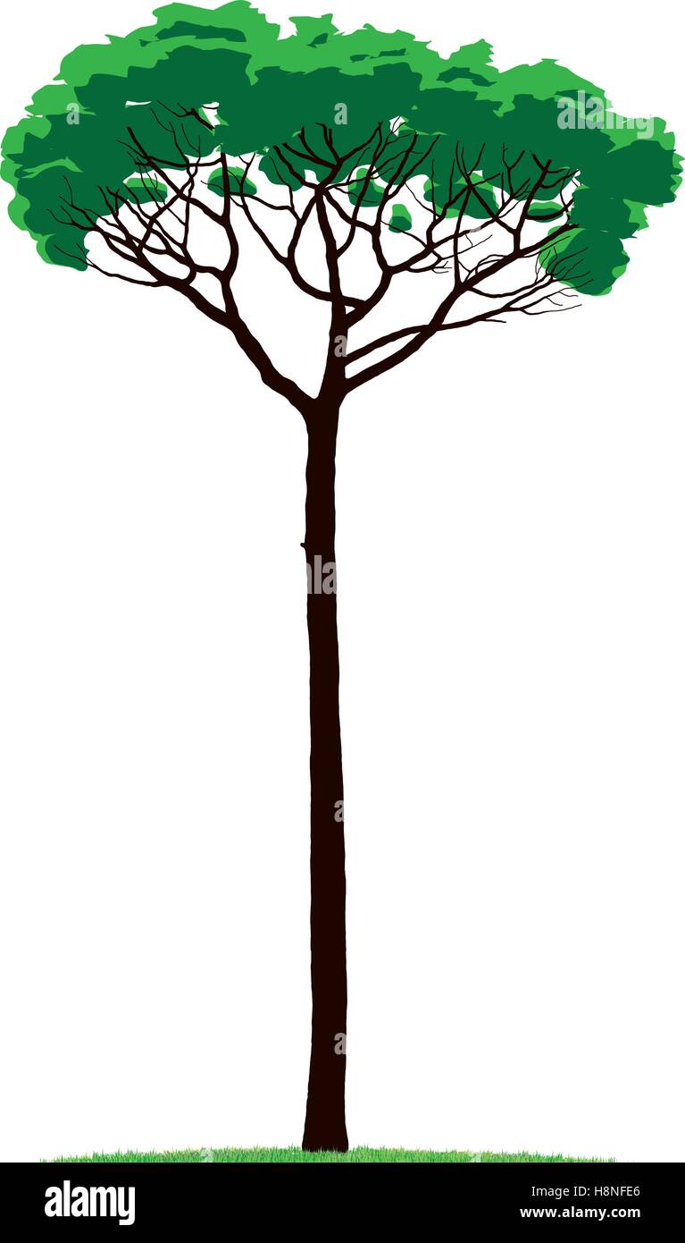 maritime pine Stock Vector Image & Art - Alamy