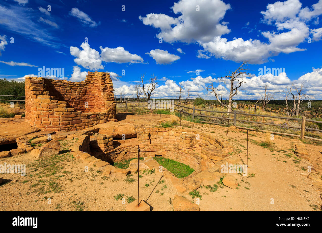 Ancient cedar tree hi-res stock photography and images - Alamy