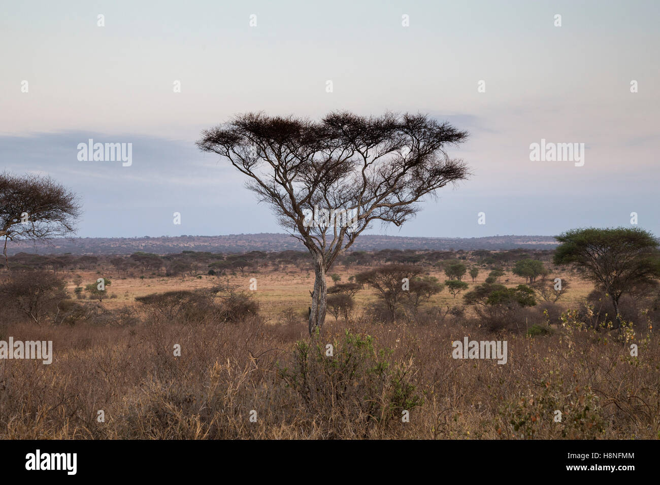 An acacia tree grows in the typical scenery of the northern Serengeti ...