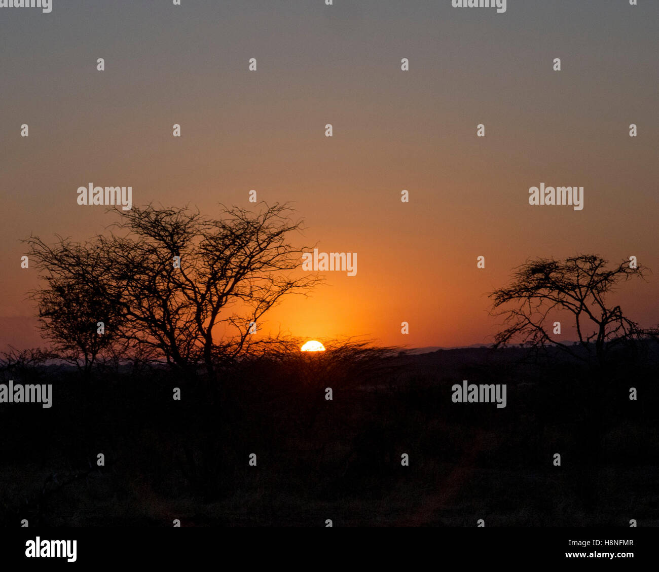 Tanzania sunset tree hi-res stock photography and images - Alamy