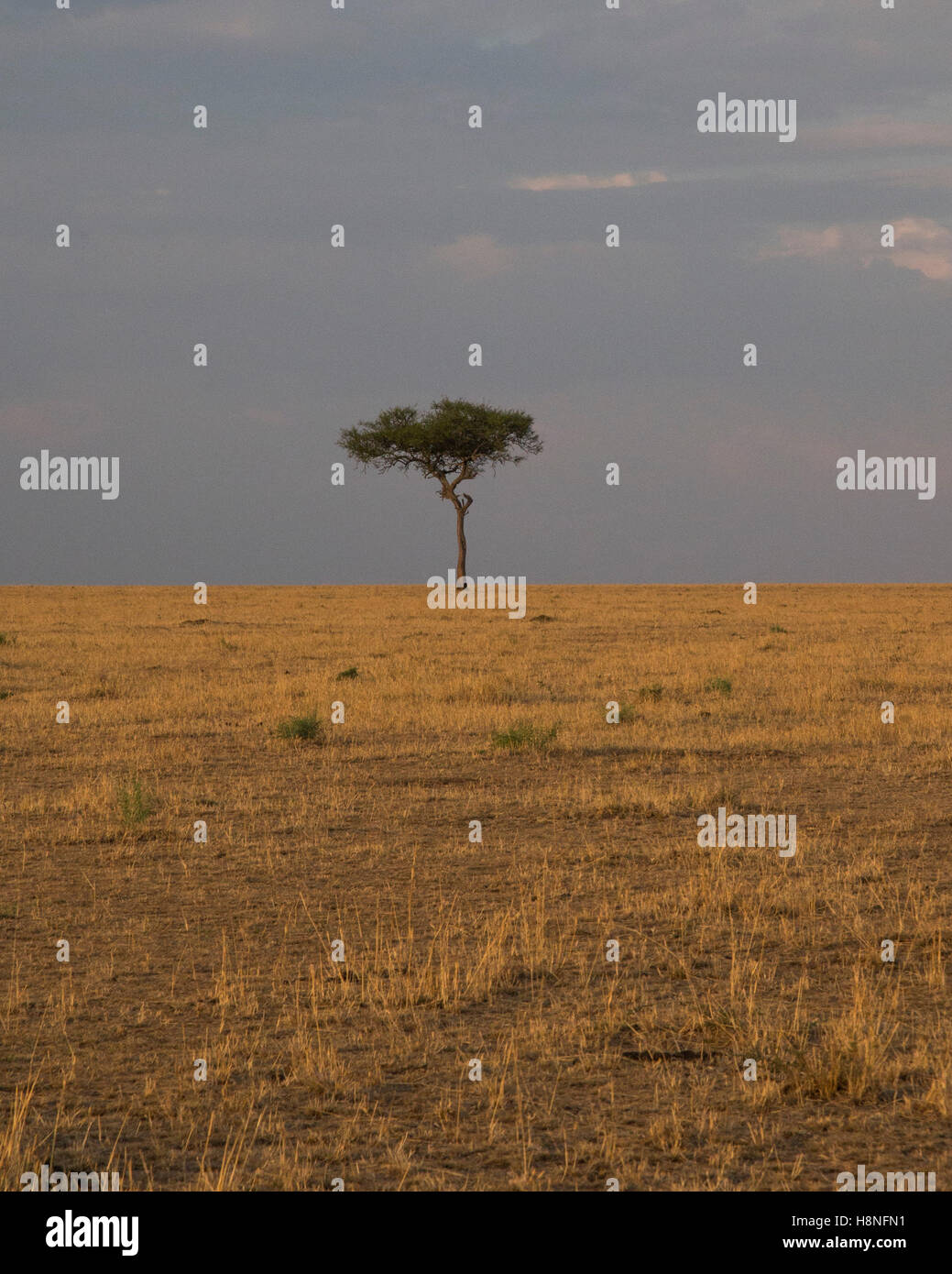 Acacia tree serengeti hi-res stock photography and images - Alamy