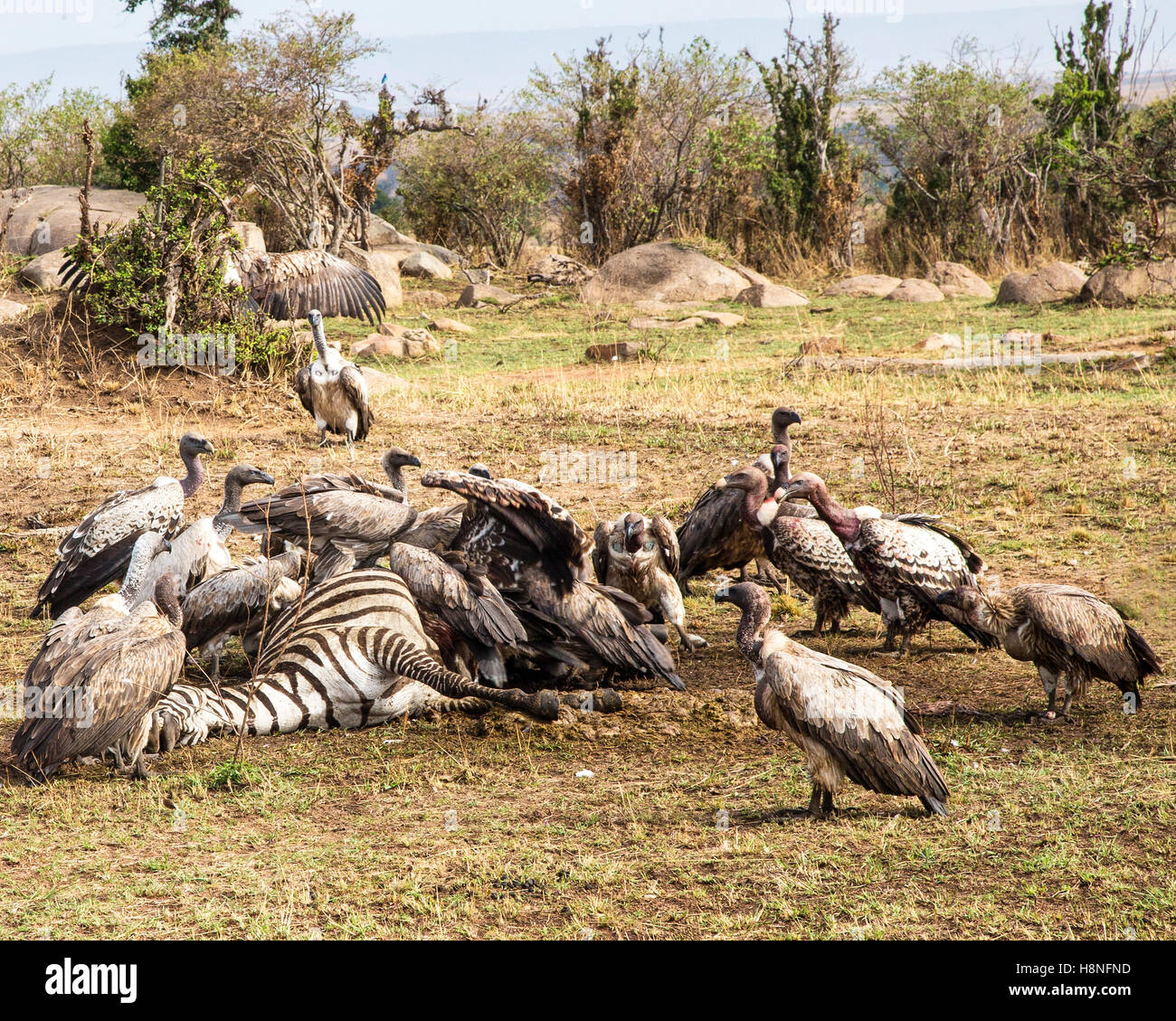 A carcass of zebra hi-res stock photography and images - Alamy