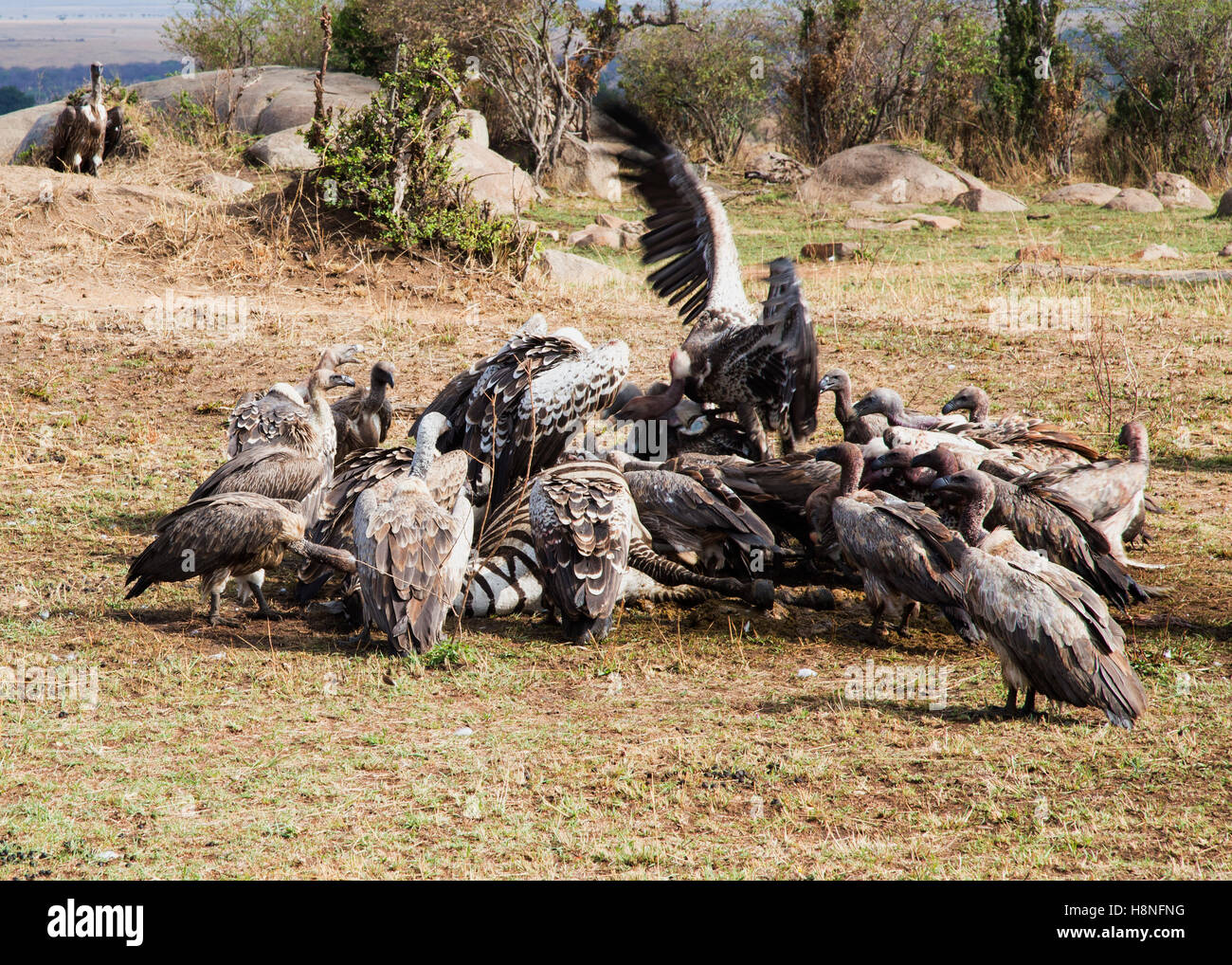 Flock of vultures feeding on a zebra carcass in the serengeti Stock ...