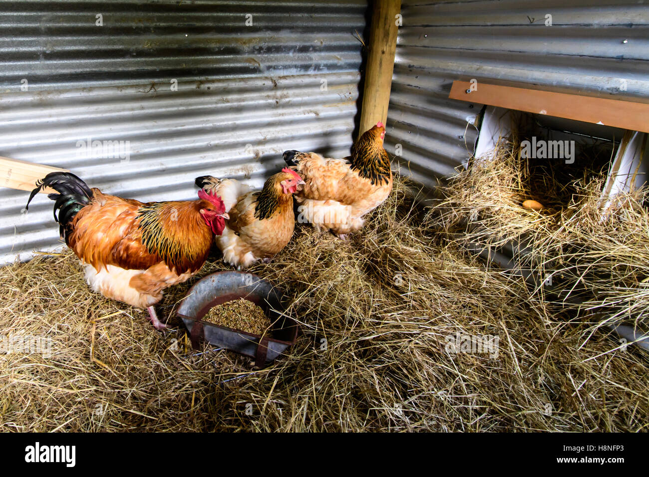 Hen looks at egg in nestbox Stock Photo - Alamy