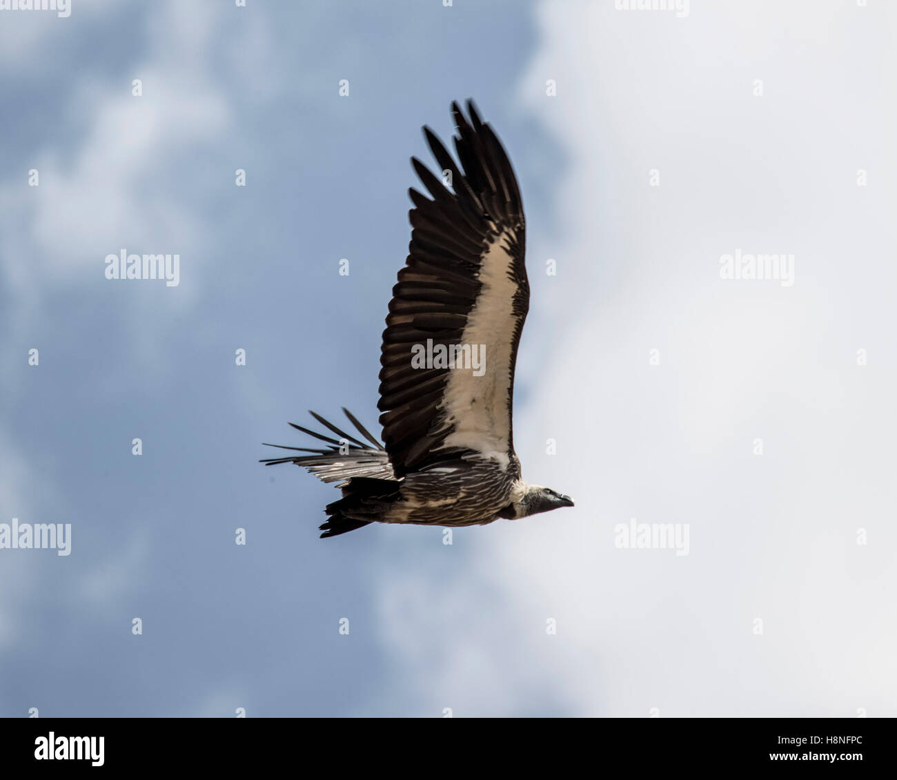 African white backed vulture hi-res stock photography and images - Alamy