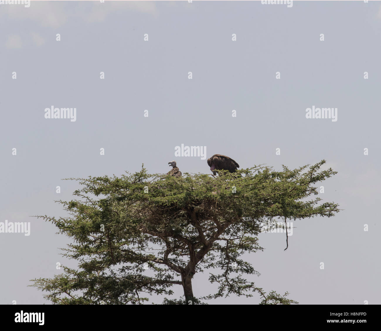 Vulture nest hi-res stock photography and images - Alamy