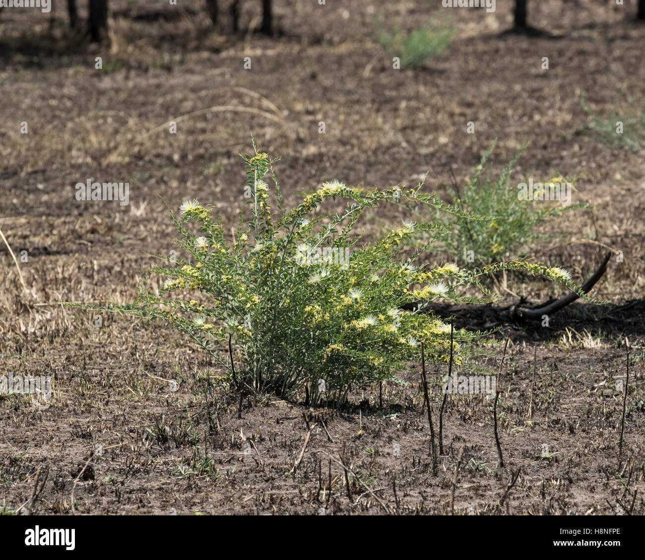 Mimosa bush growing in the Serengeti Stock Photo - Alamy