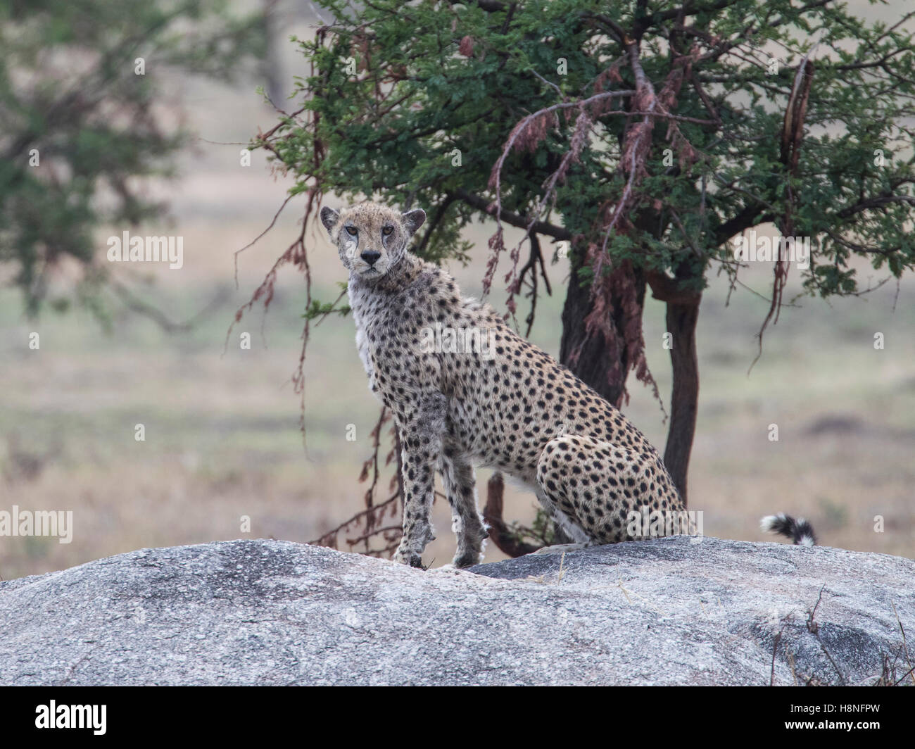 Cheetah on rock hi-res stock photography and images - Alamy