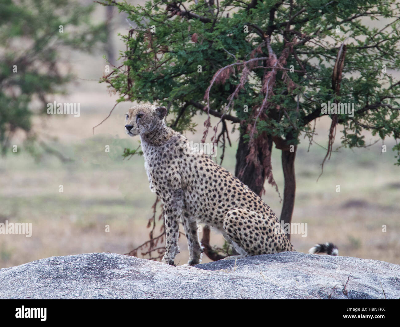 Tanzania safari cheetah rock hi-res stock photography and images - Alamy