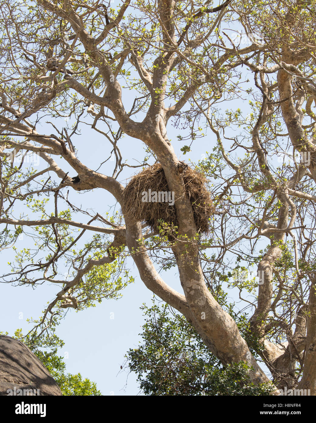 Hamerkop nest hi-res stock photography and images - Alamy