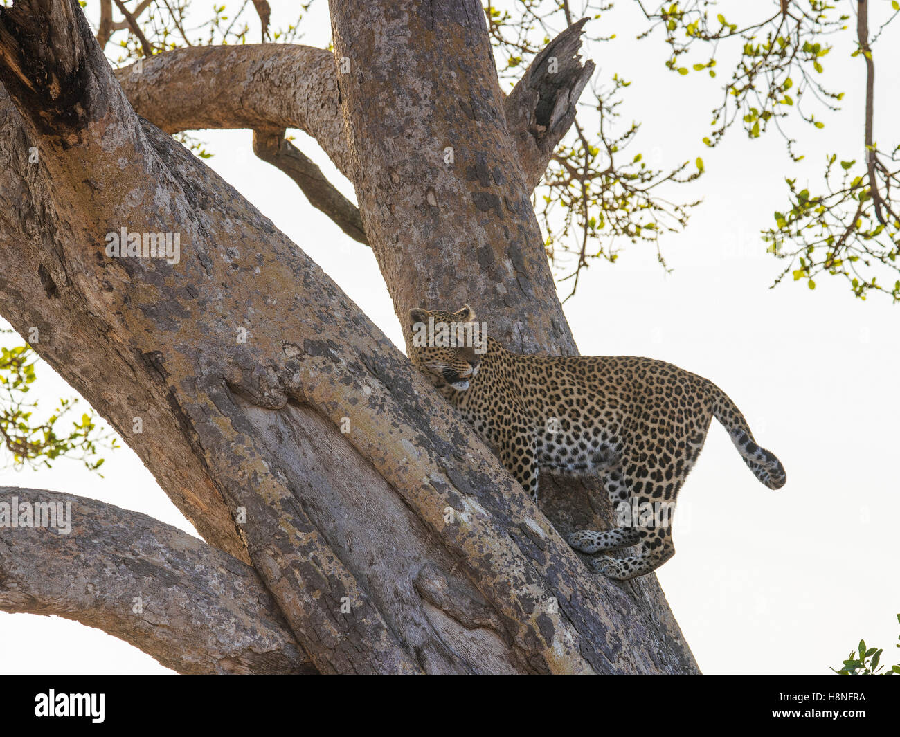Leopard climbing a tree in the Serengeti in TAnzania Stock Photo - Alamy