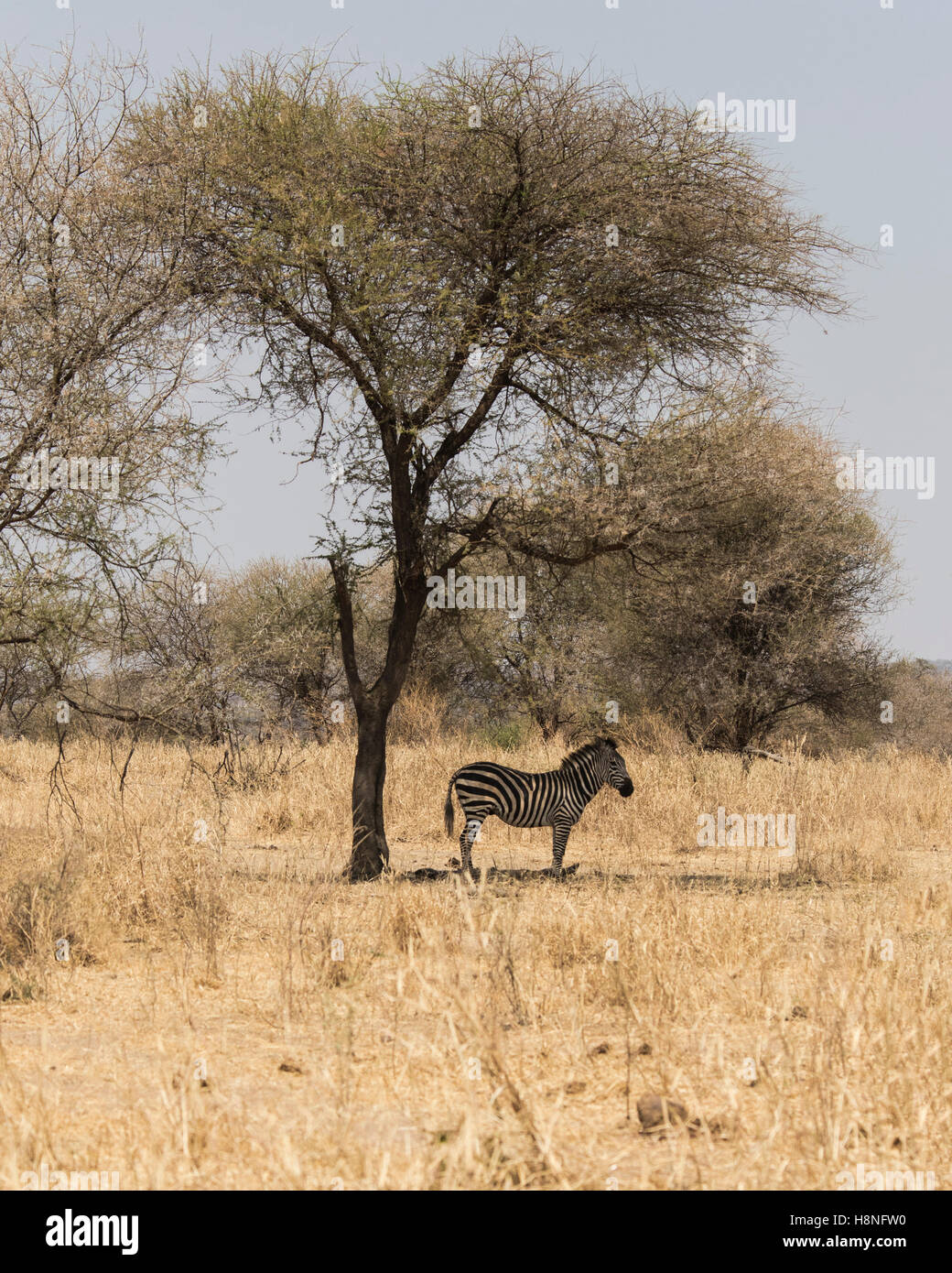 Zebra in shade of a tree hi-res stock photography and images - Alamy