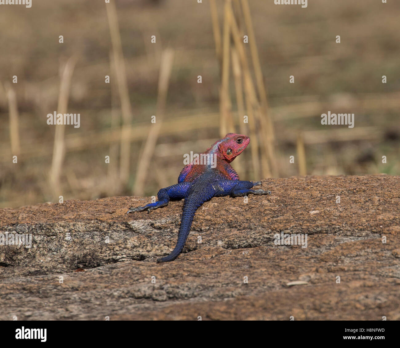 Serengeti lizard hi-res stock photography and images - Alamy