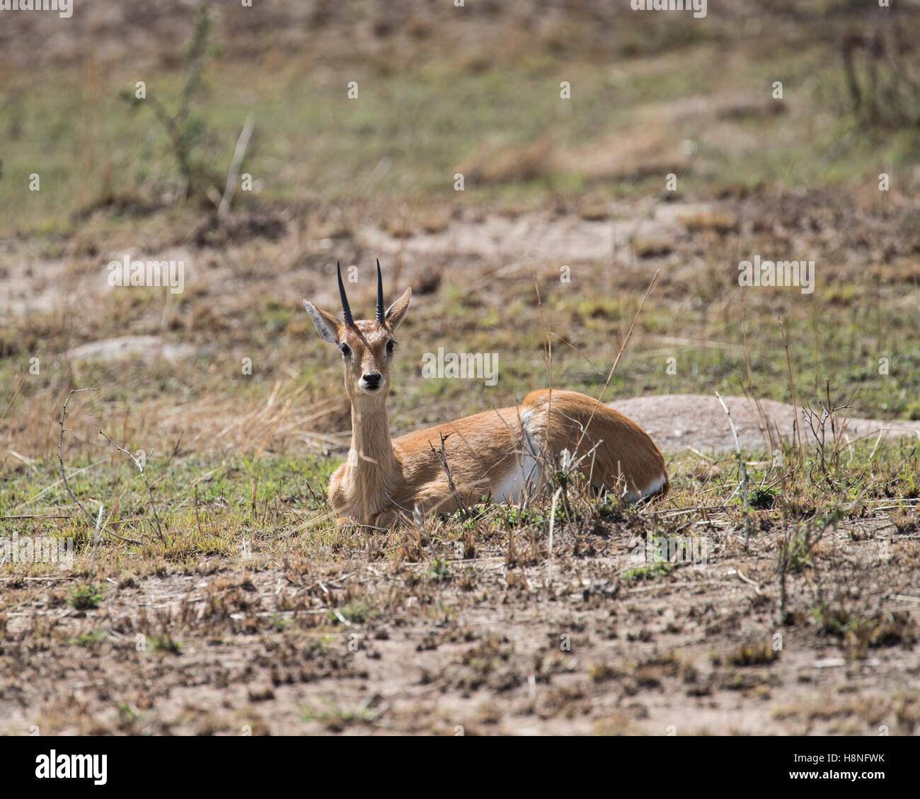 Male oribi in the northern Serengeti Stock Photo - Alamy