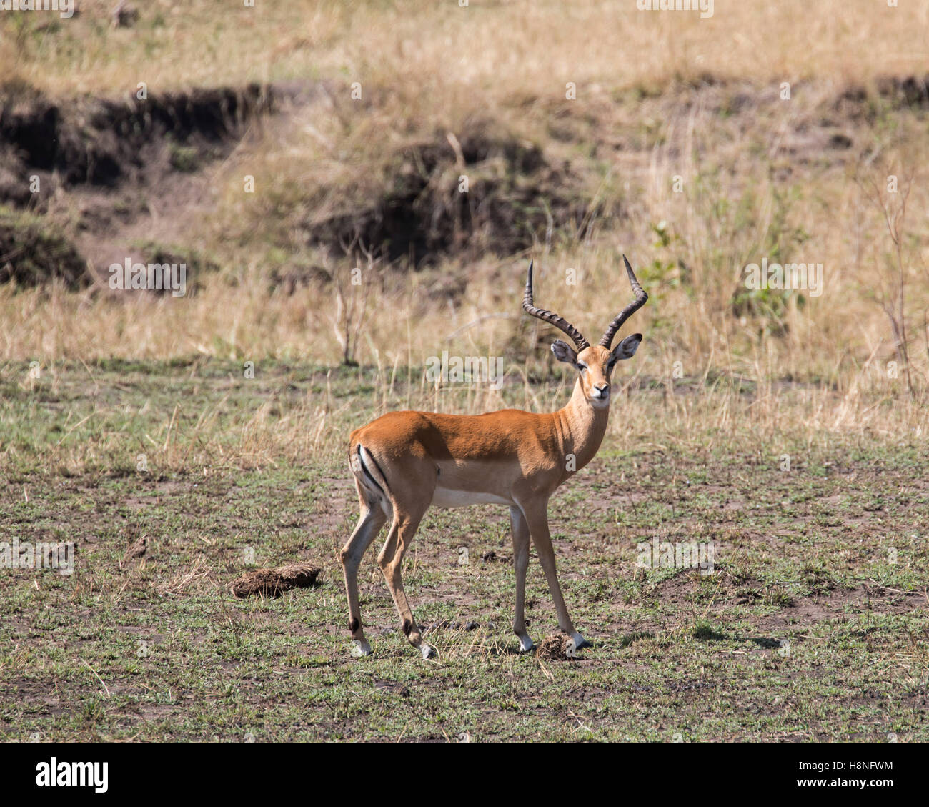 A male Impala in the Serengeti Stock Photo - Alamy