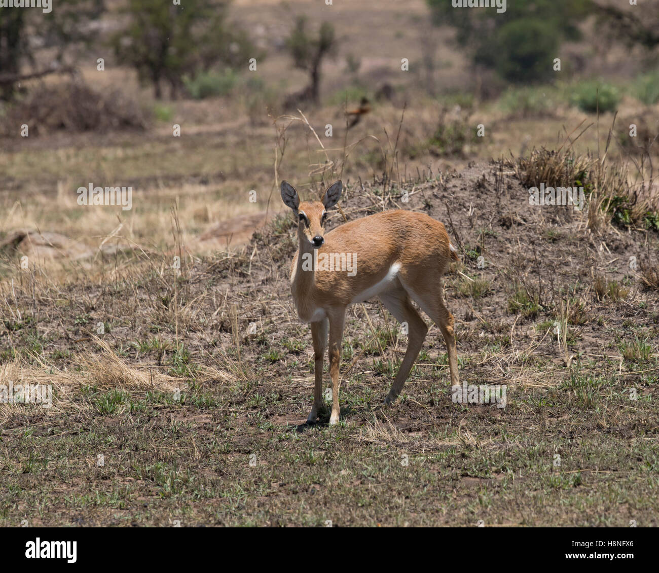 Young oribi in the northern Serengeti Stock Photo - Alamy