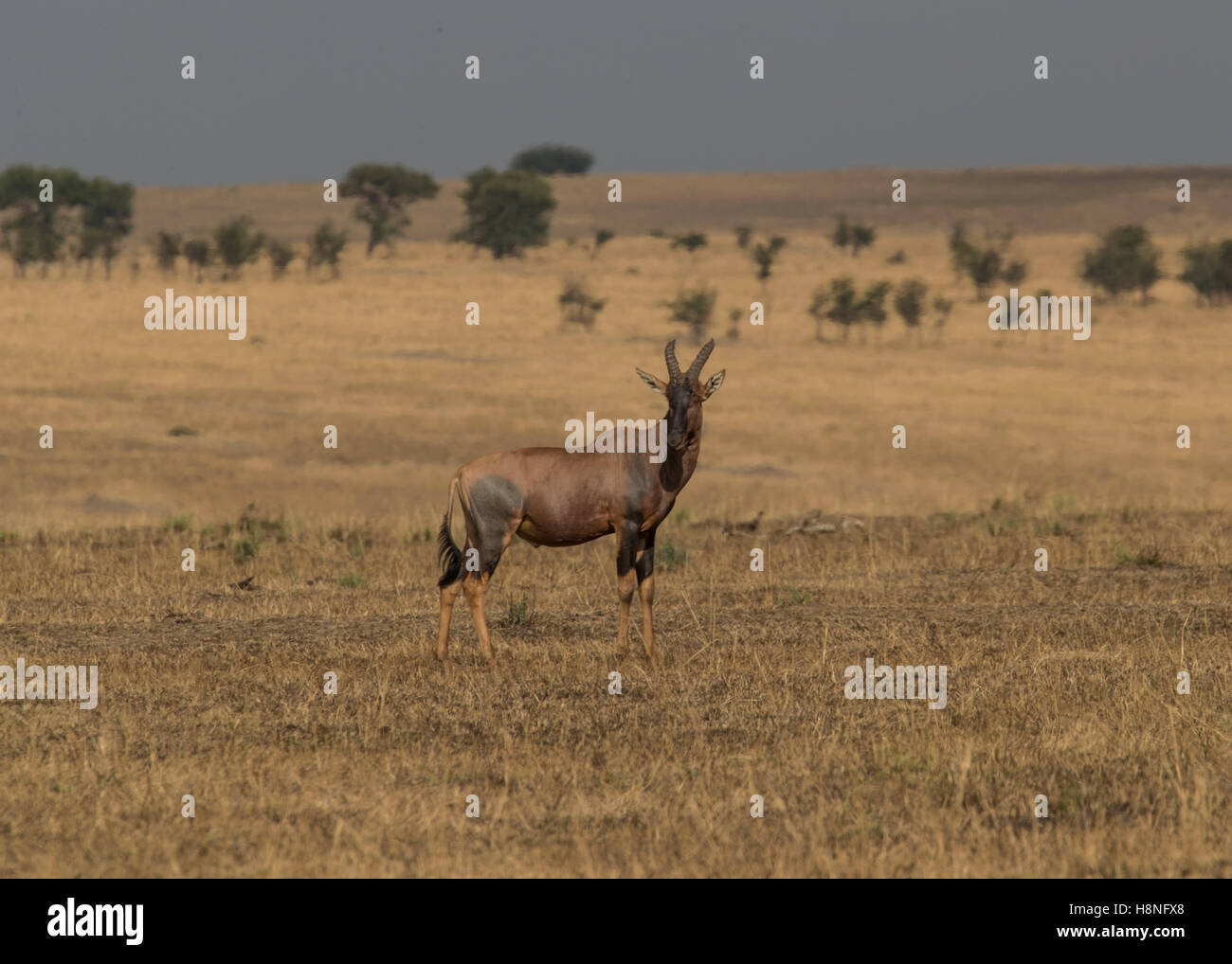 A topi antelope stands on a slope in the Serengeti Stock Photo - Alamy