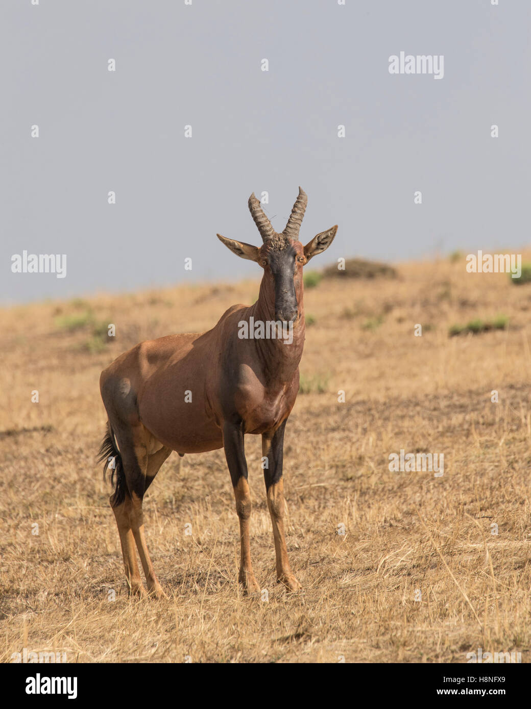 A topi antelope stands on a slope in the Serengeti Stock Photo - Alamy