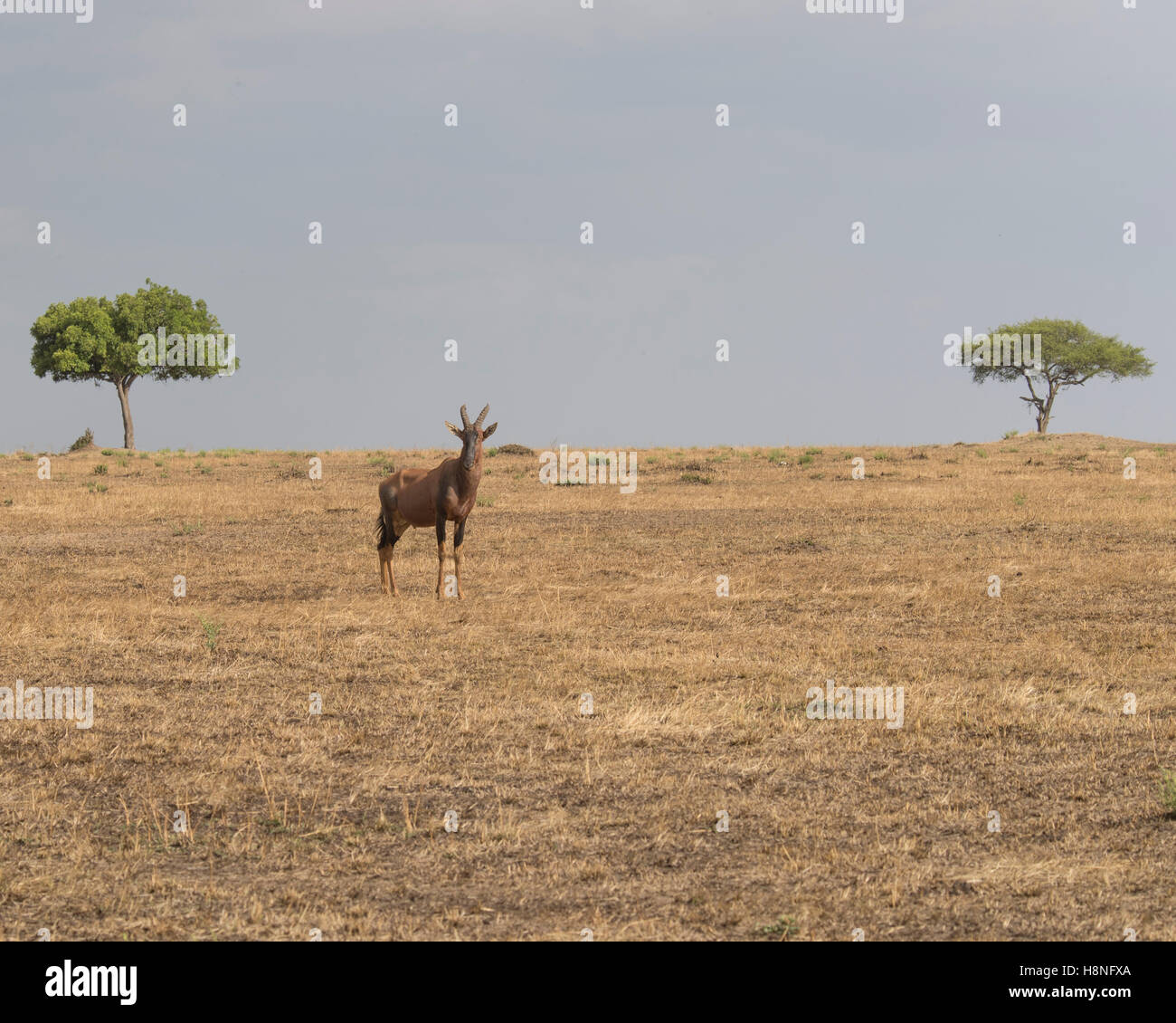 A topi antelope stands on a slope in the Serengeti Stock Photo - Alamy