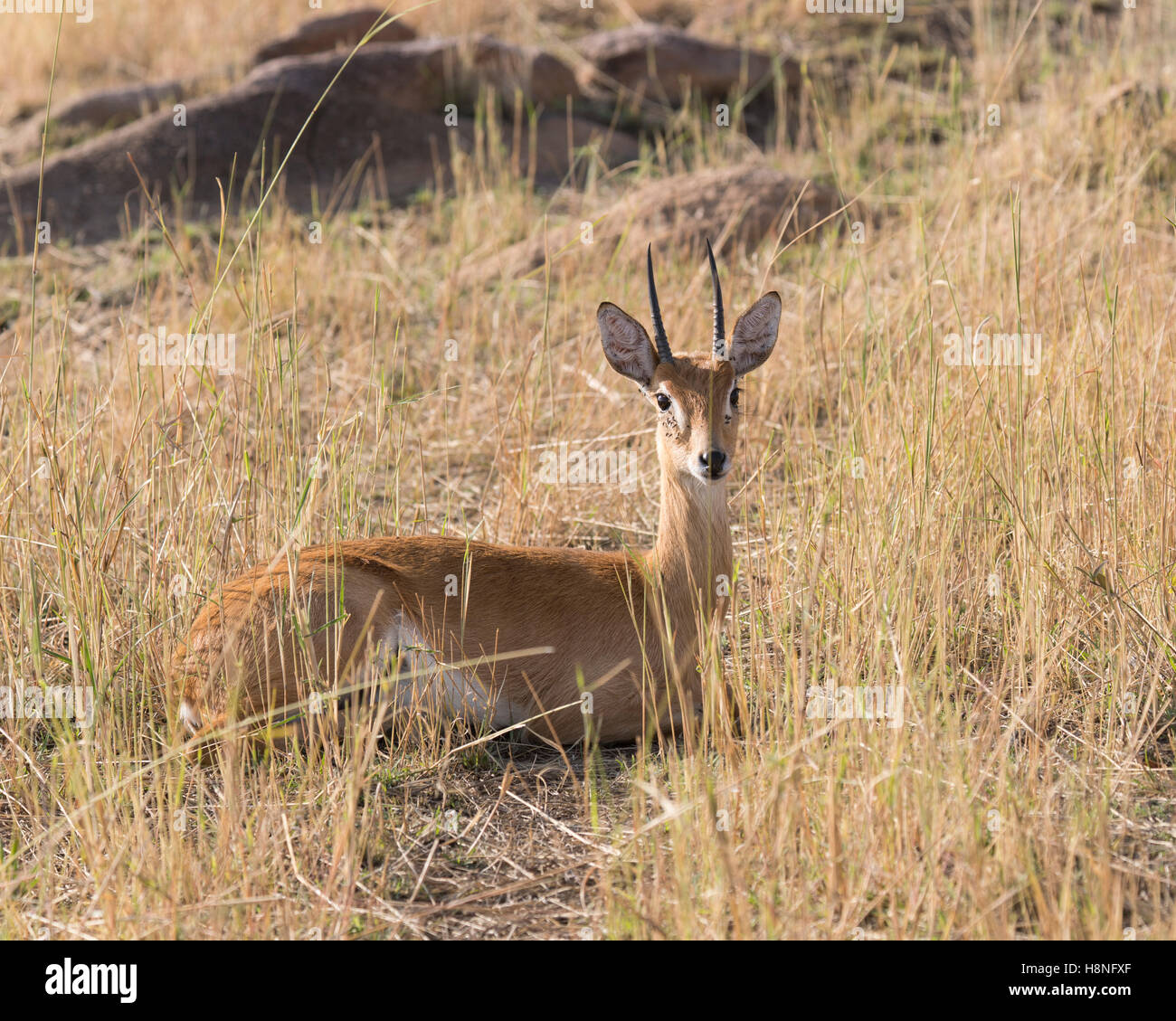 Male oribi in the northern Serengeti Stock Photo - Alamy
