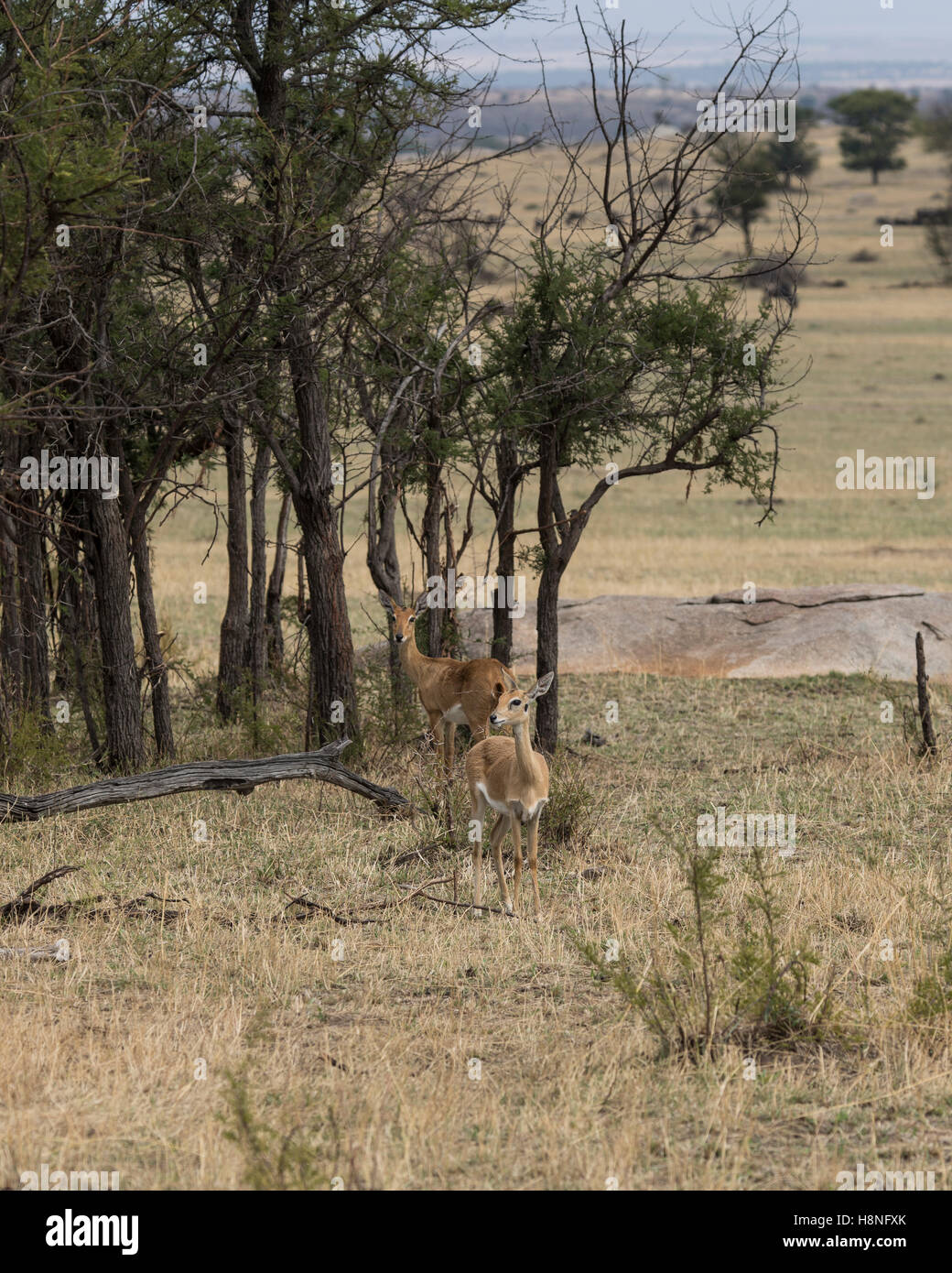 Cheetah in the serengeti hi-res stock photography and images - Alamy