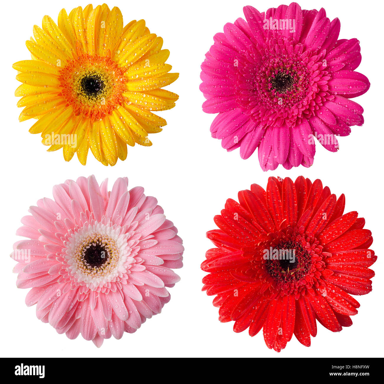 Flower buds of different colors on a white background with water drops ...
