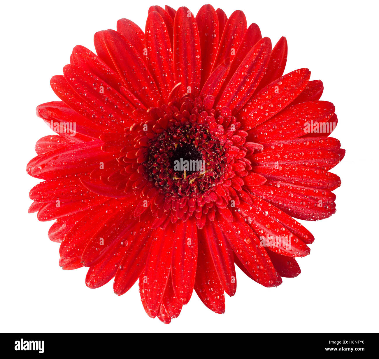 Flower buds of different colors on a white background with water drops ...
