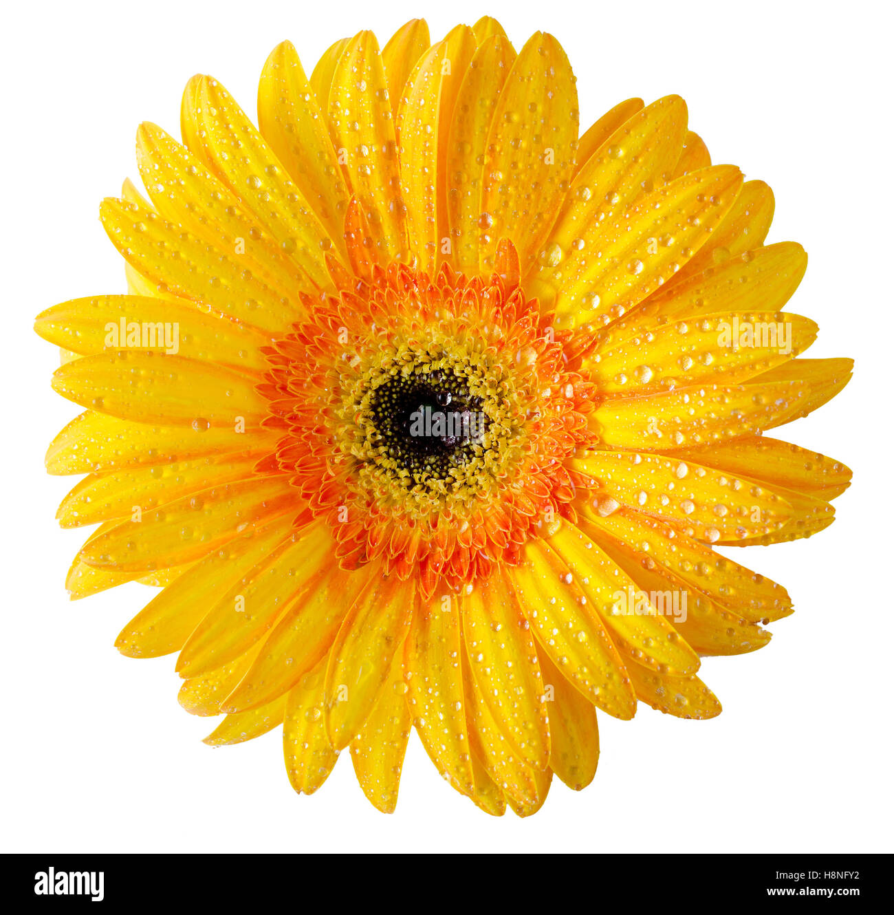 Flower buds of different colors on a white background with water drops ...
