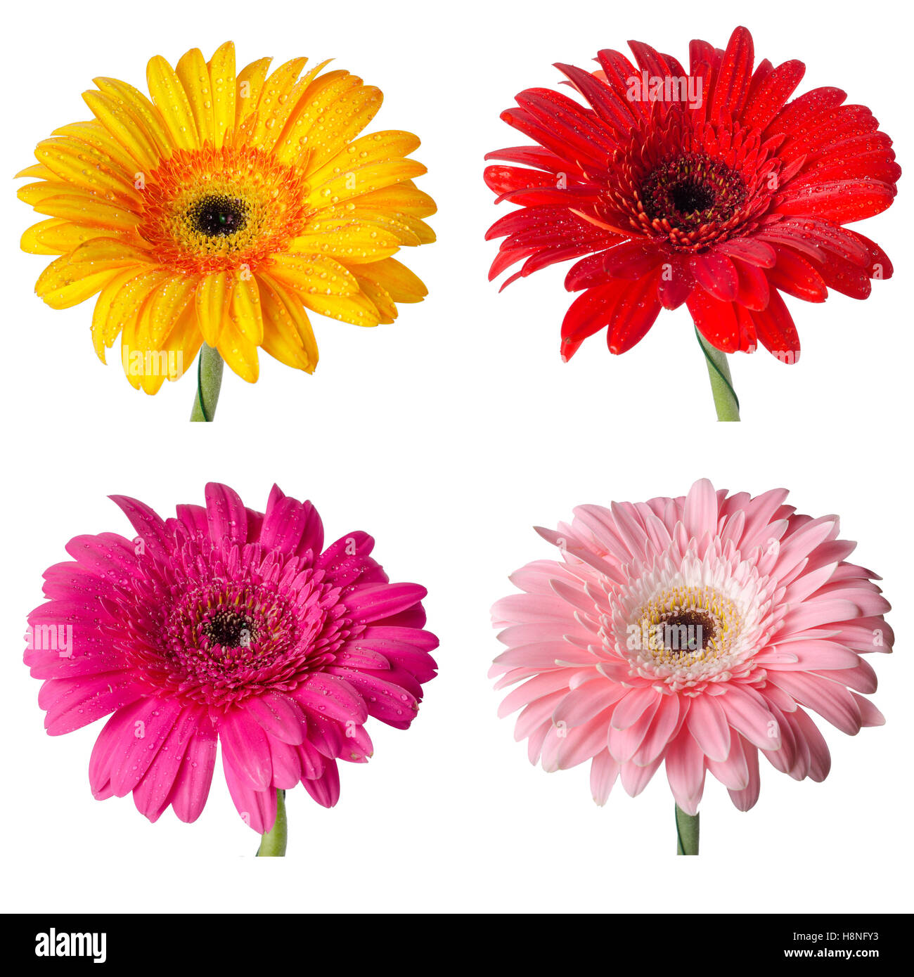Flower buds of different colors on a white background. Set Stock Photo ...