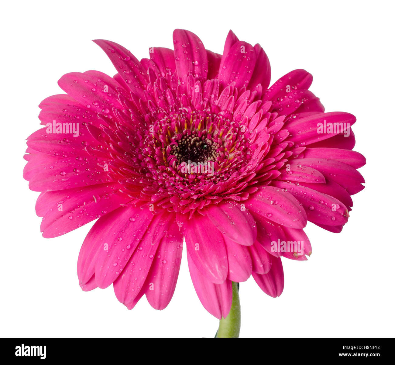 Flower buds of different colors on a white background Stock Photo - Alamy