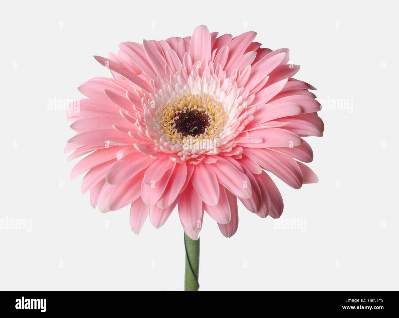 Flower buds of different colors on a white background Stock Photo - Alamy