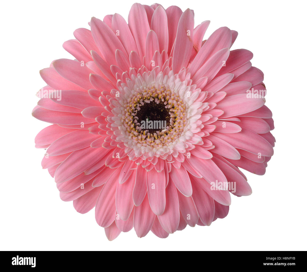 Flower buds of different colors on a white background Stock Photo - Alamy