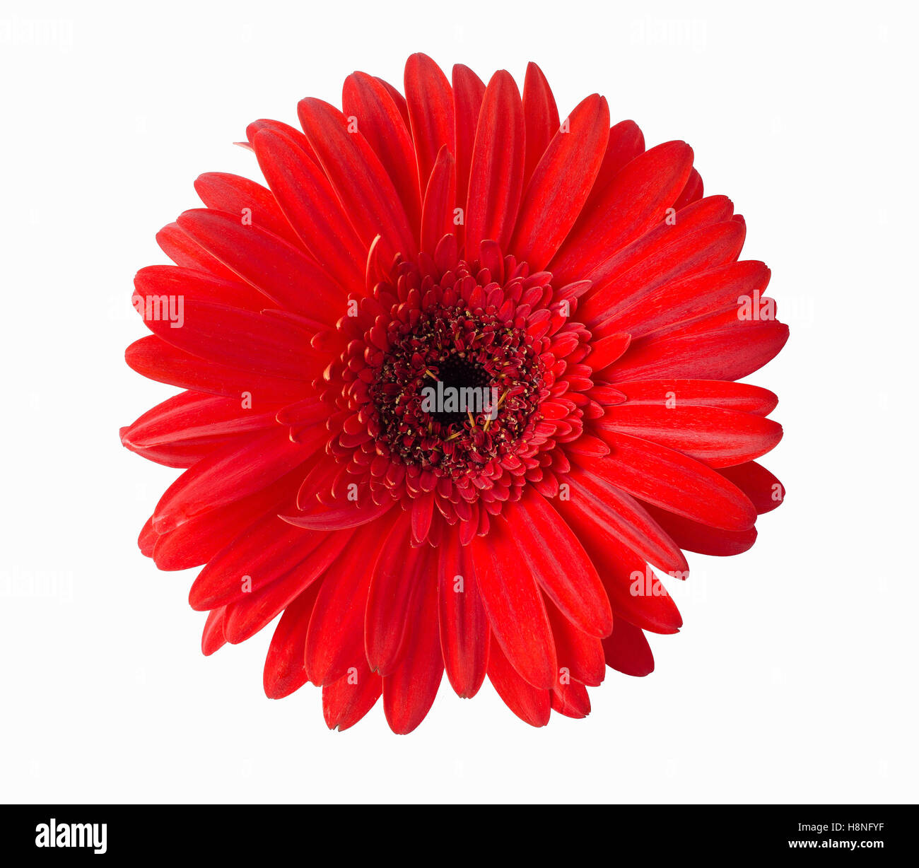 Flower buds of different colors on a white background Stock Photo - Alamy