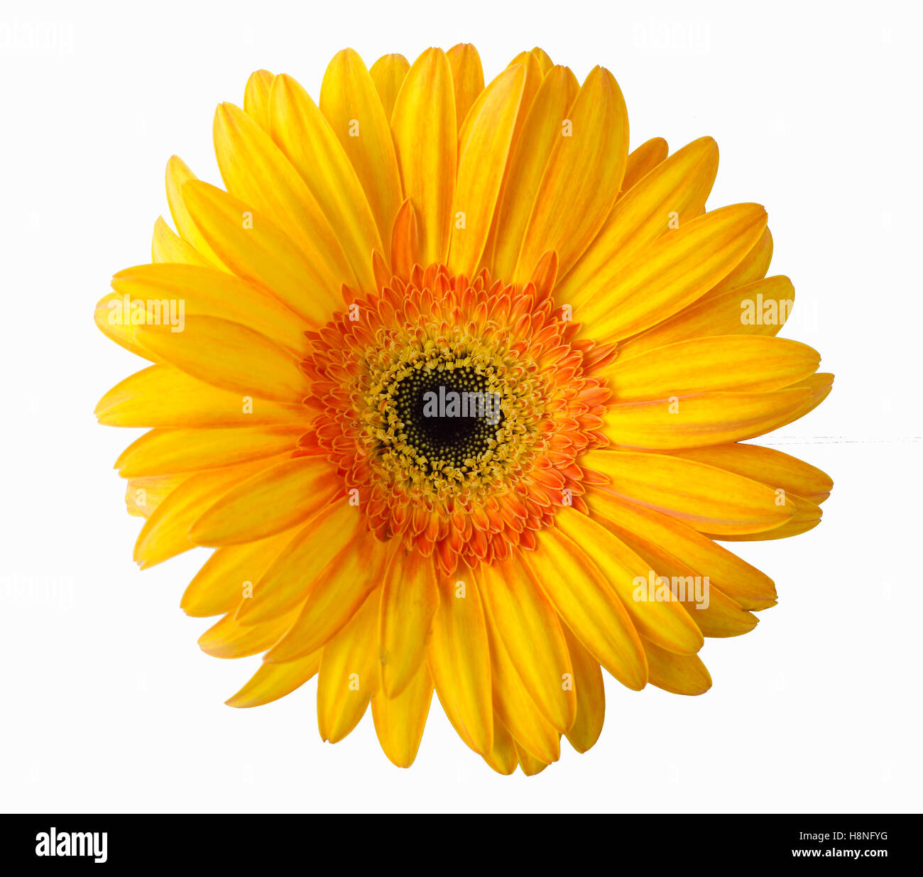 Flower buds of different colors on a white background Stock Photo - Alamy