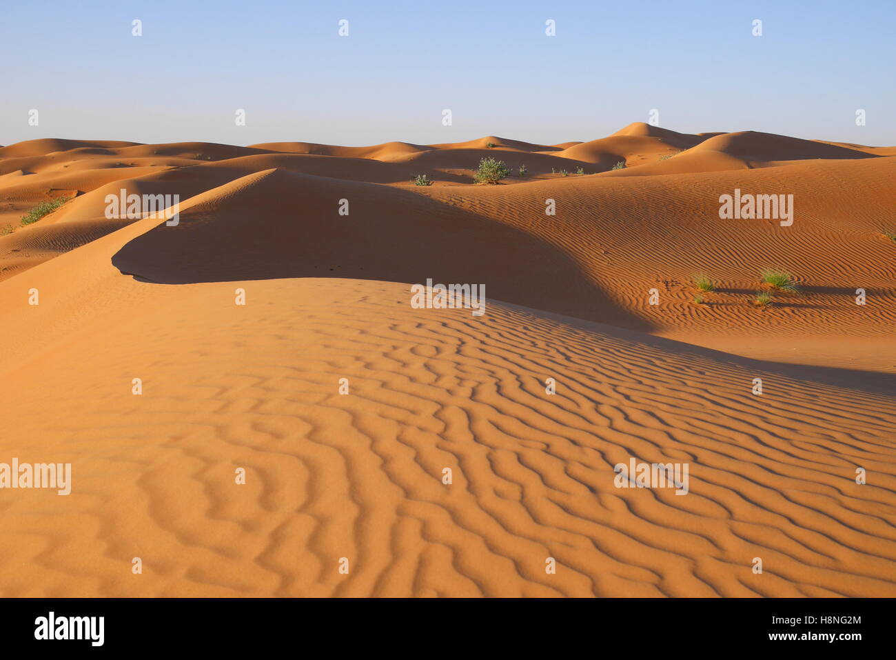 Red sand dunes, Abu Dhabi Emirate, United Arab Emirates Stock Photo - Alamy
