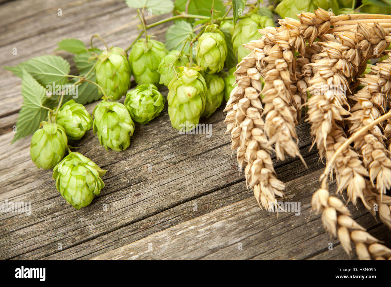 Malt and hops Stock Photo - Alamy