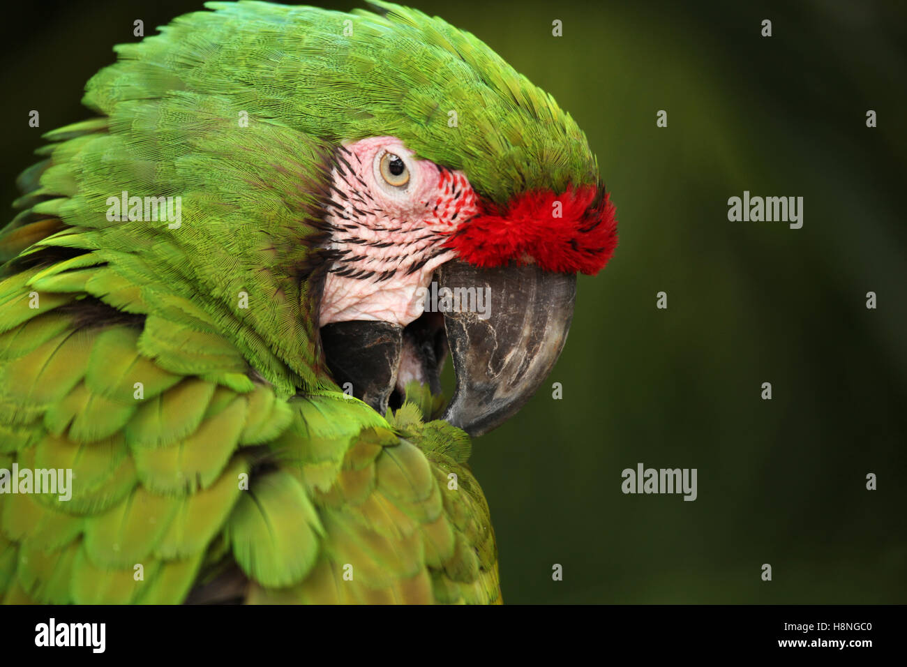 Close up of Green Macaw parrot's head showing its beautiful plumage ...