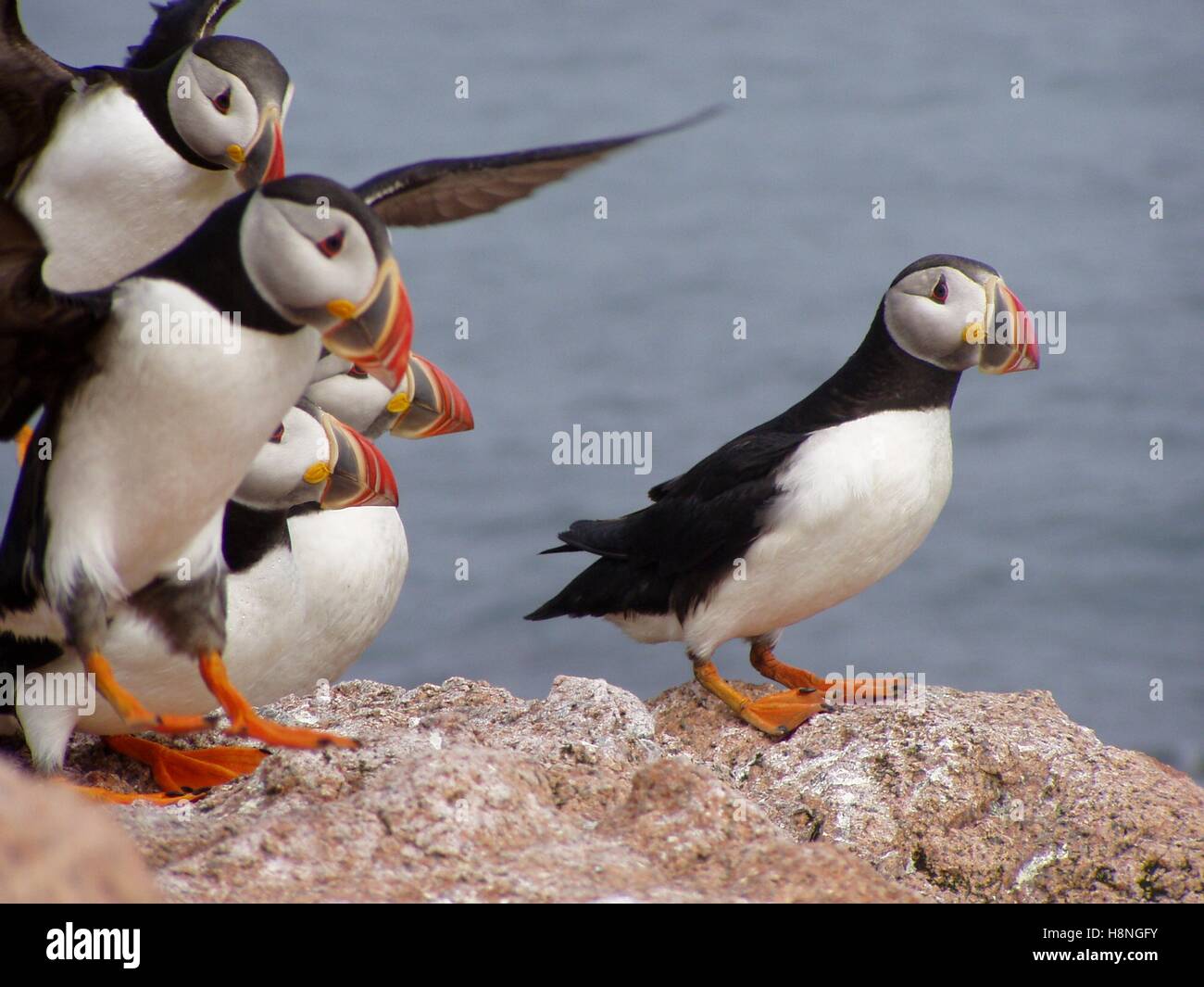 A group of Atlantic puffins land on a rock at the Maine Coastal Island ...