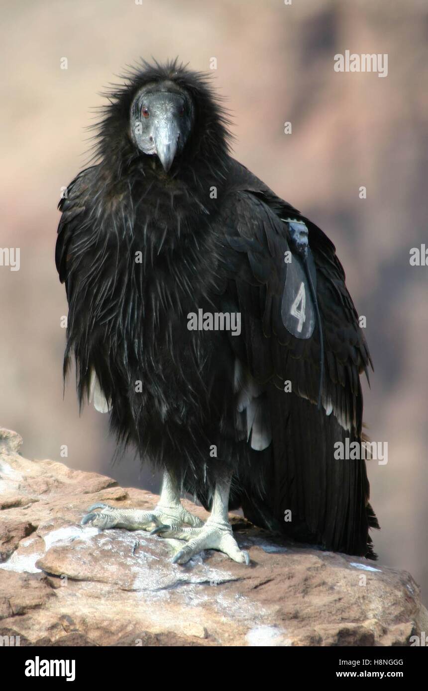 Grand canyon condor hi-res stock photography and images - Alamy