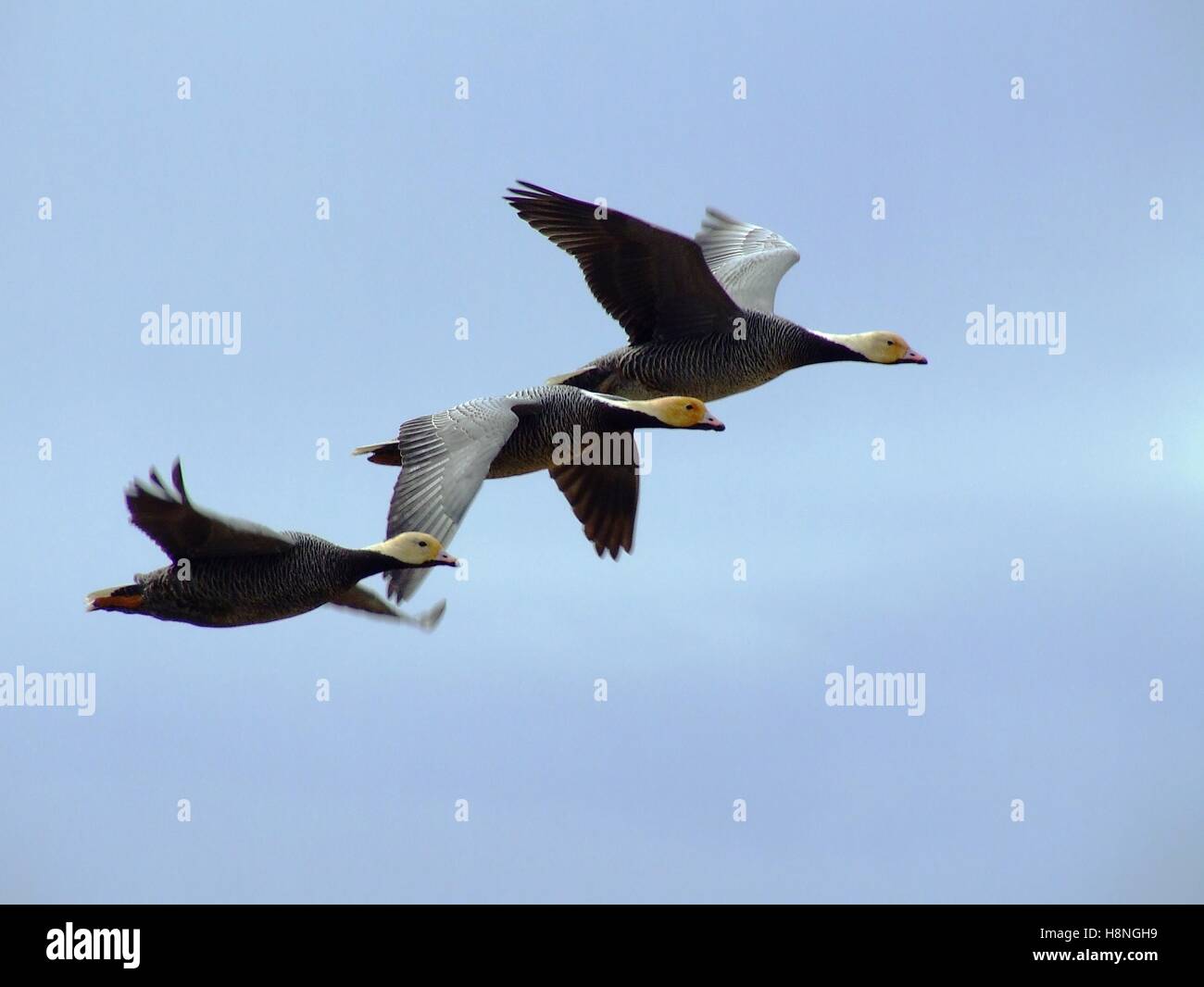 A small flock of Emperor Geese in flight over the Yukon Delta National ...