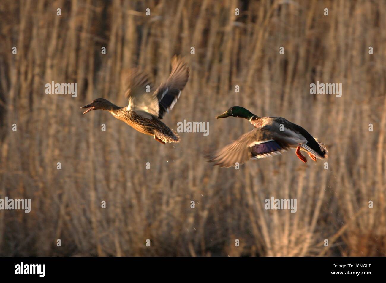 Pair fly tidal marsh wetlands hi-res stock photography and images - Alamy